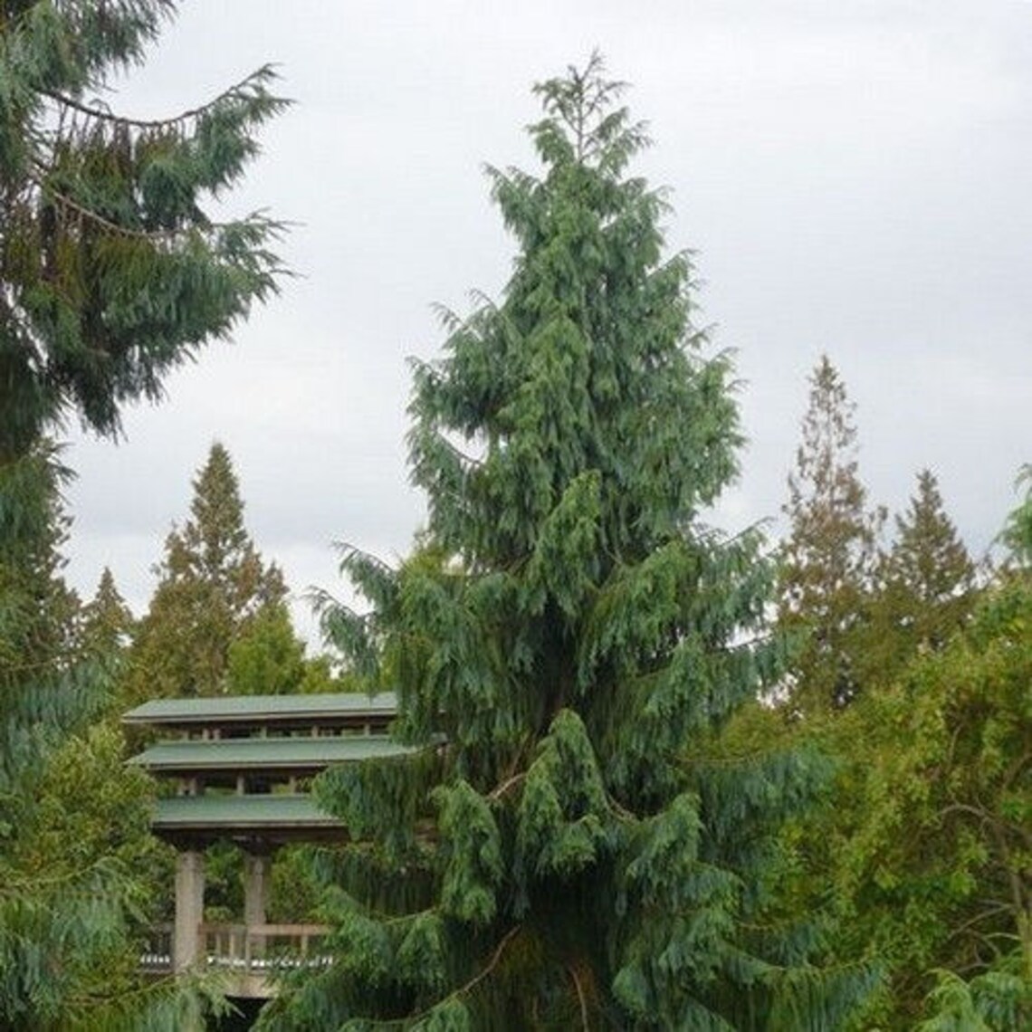 Chinese Coffin Tree Seeds taiwania Cryptomerioides 30seeds - Etsy