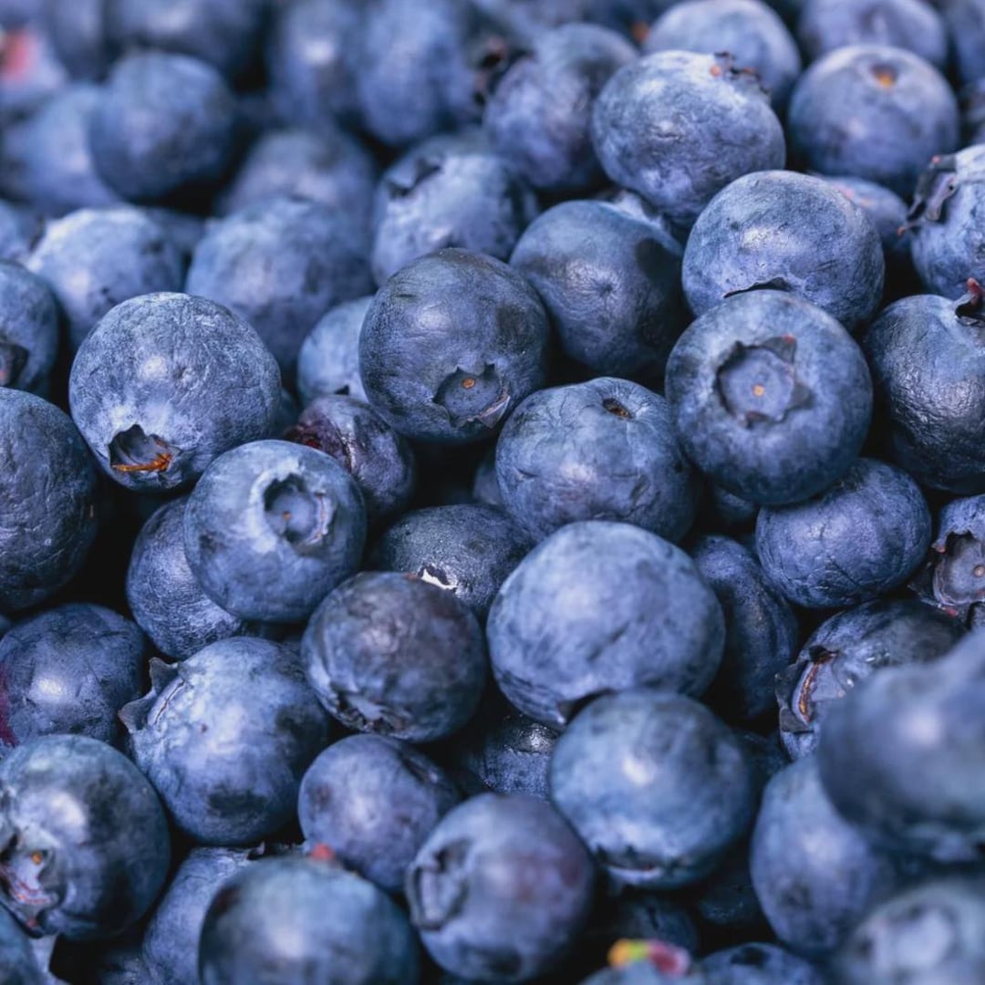 Blueberry Northern Lowbush Seeds (vaccinium Angustifolium) 50+seeds - Etsy
