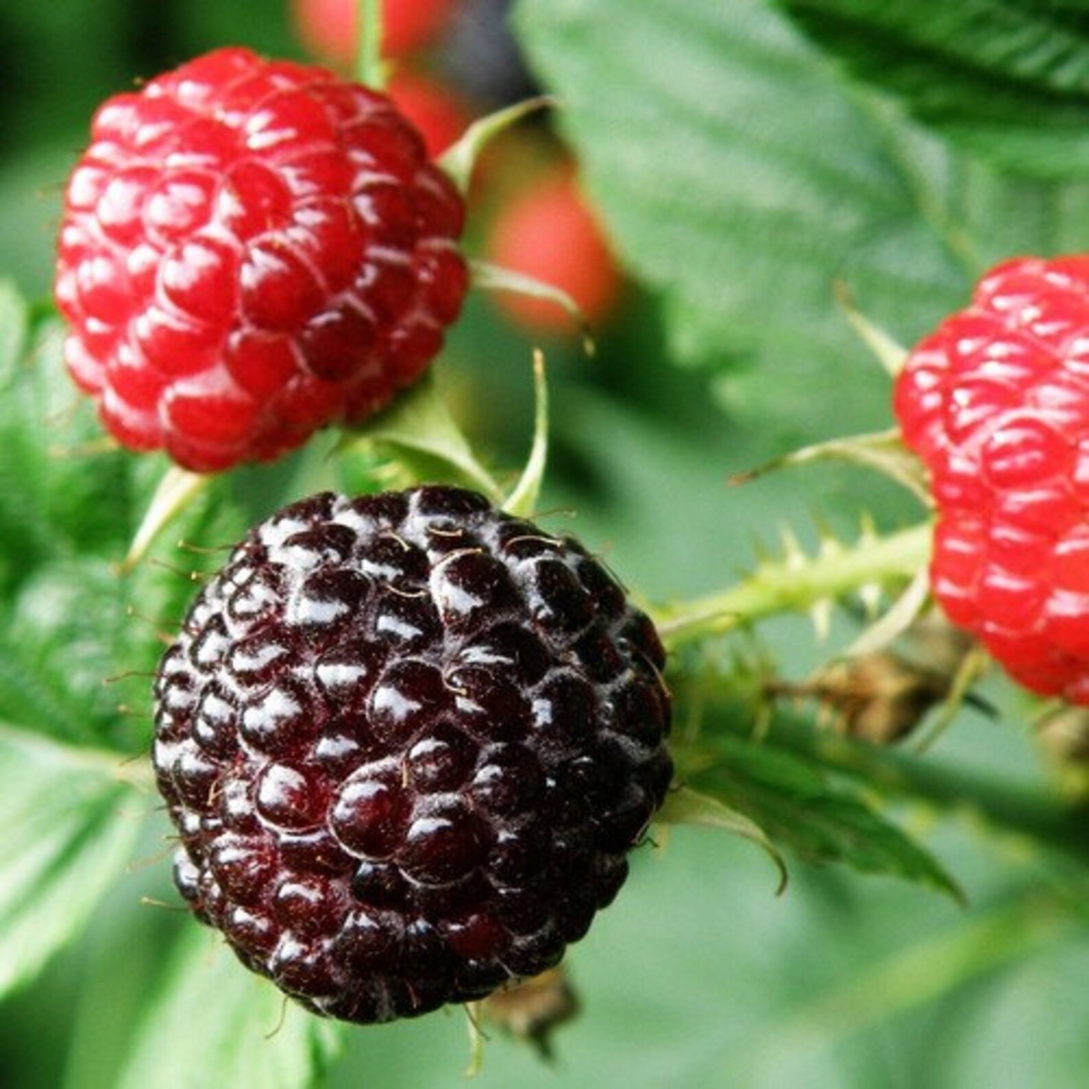 Black Raspberry Bush Seeds (rubus Occidentalis) 25+seeds - Etsy