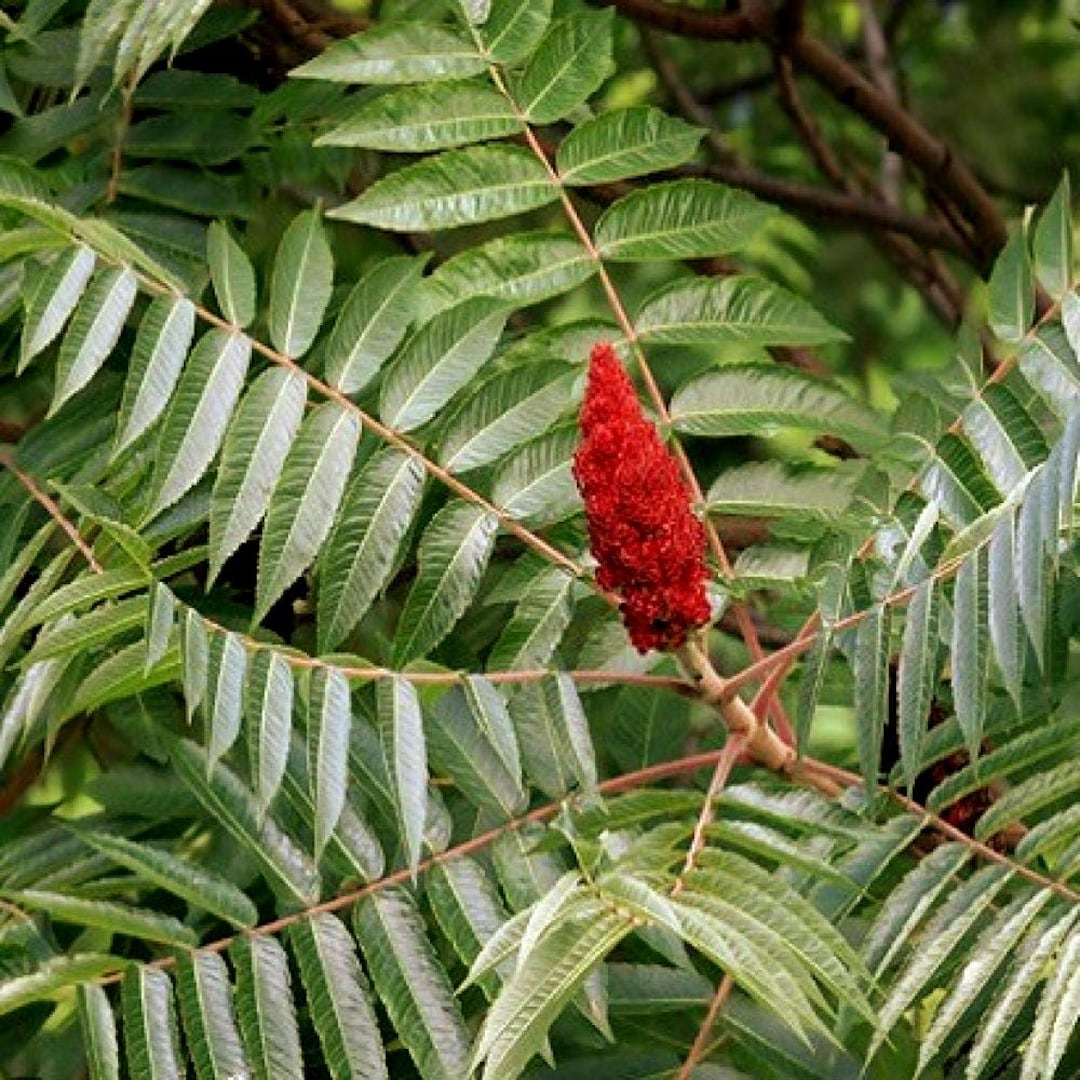 Smooth Sumac Tree Seeds (rhus Glabra) 25+seeds - Etsy