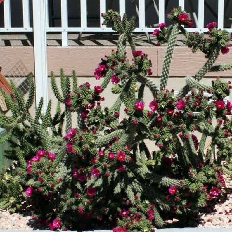 Cane Cholla Cactus Seeds (cylindropuntia Imbricata) 20+seeds - Etsy