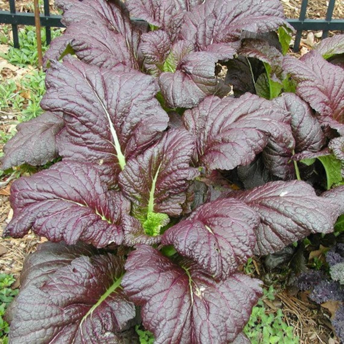 Mustard Red Giant Vegetable Seeds brassica Juncea 30seeds | Etsy