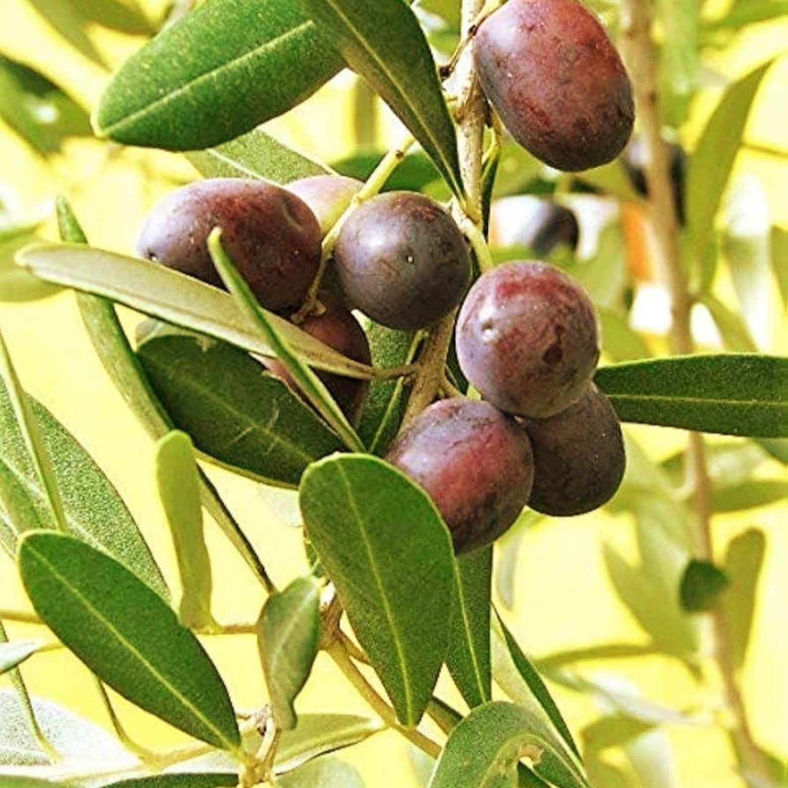 Canino Olive Tree Seeds (olea Europaea) 5+seeds - Etsy