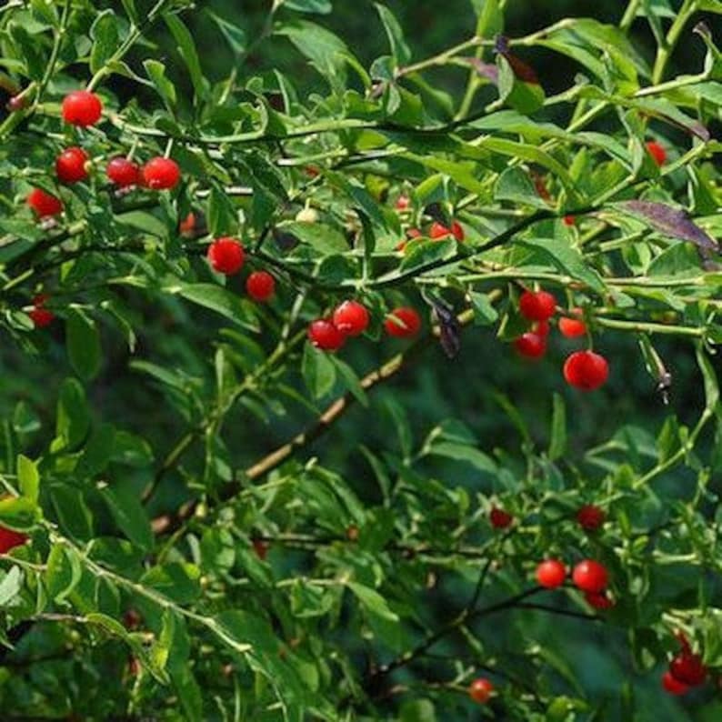 Huckleberry Bush Red Seeds vaccinium Parvifolium 25seeds - Etsy