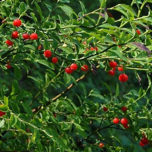 Huckleberry Bush Red Seeds vaccinium Parvifolium 25seeds - Etsy