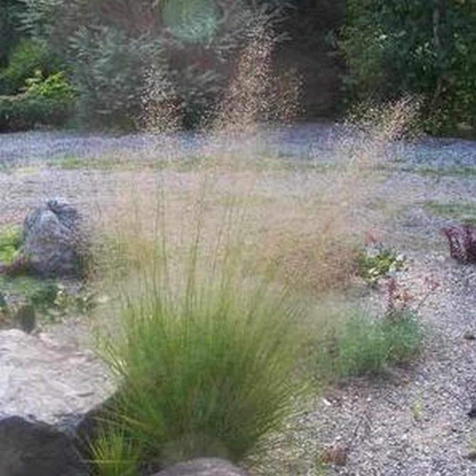 Love Grass Sand Ornamental Grass Seeds eragrostis Trichodes | Etsy