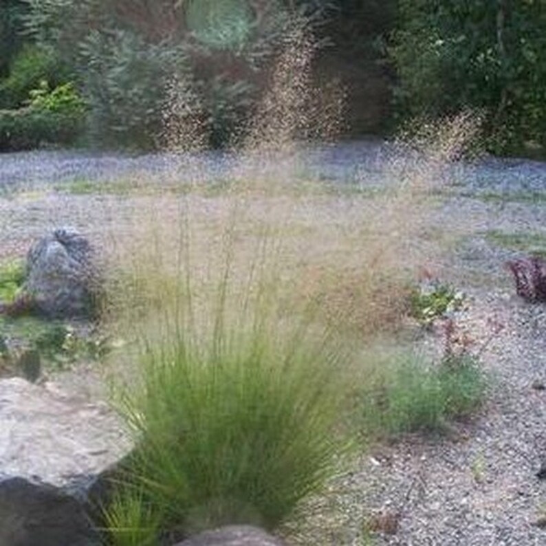 Love Grass Sand Ornamental Grass Seeds eragrostis Trichodes | Etsy