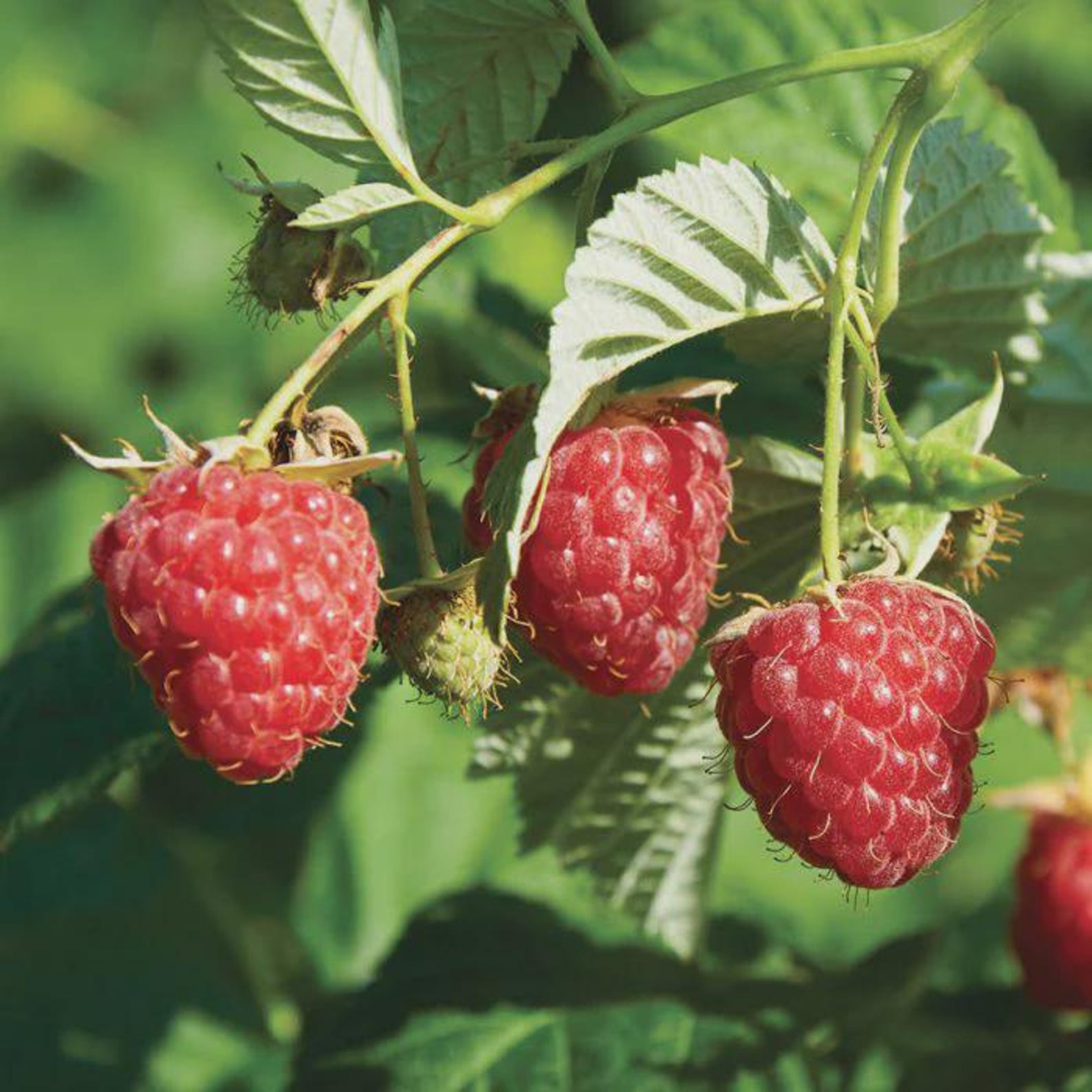 Red Raspberry Bush Seeds (rubus Idaeus) 25+ Seeds - Etsy