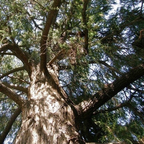 Montezuma Bald Cypress Tree Seeds taxodium Huegelii 20seeds - Etsy