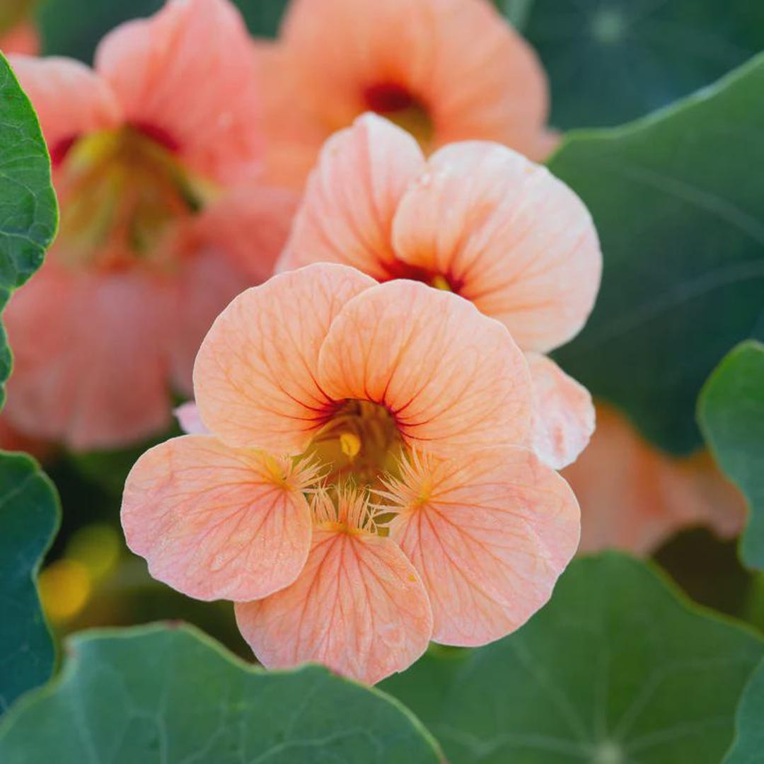 Nasturtium Salmon Flower Seeds (tropaeolum Majus) 20+seeds - Etsy