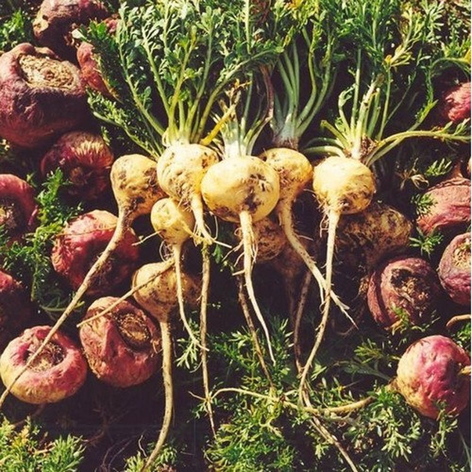 Peruvian Ginseng Plant Seeds lepidium Meyenii 15seeds - Etsy