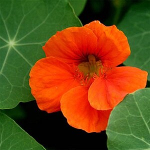 Nasturtium Spitfire Flower Seeds (tropaeolum Lobbianum) 20+seeds - Etsy