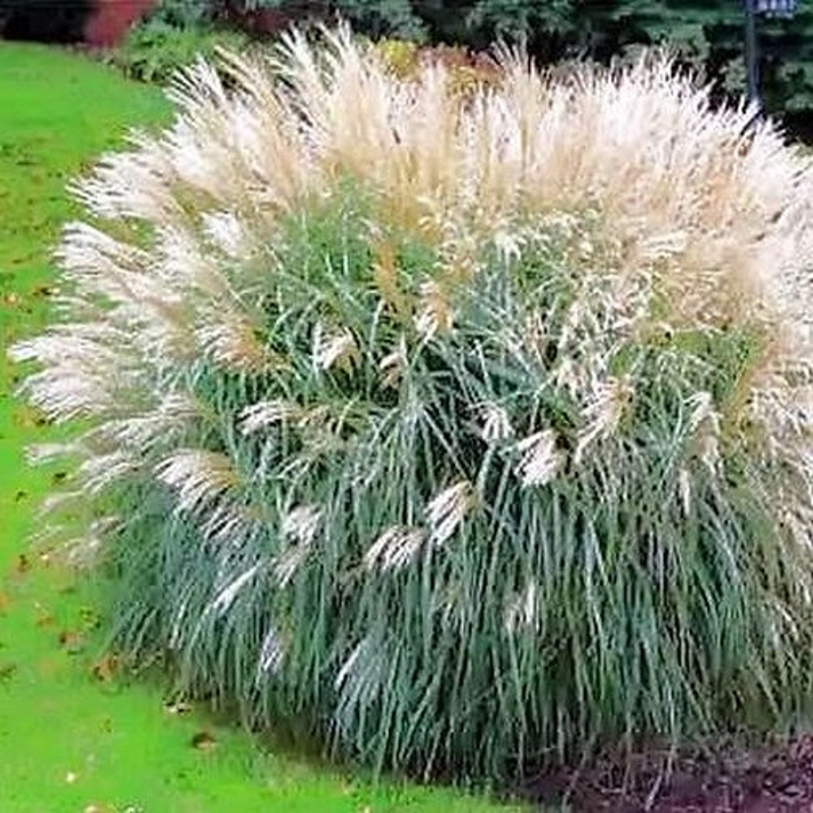 Chinese Silver Grass Seeds Miscanthus Sinensis Early Hybrids 30seeds Etsy