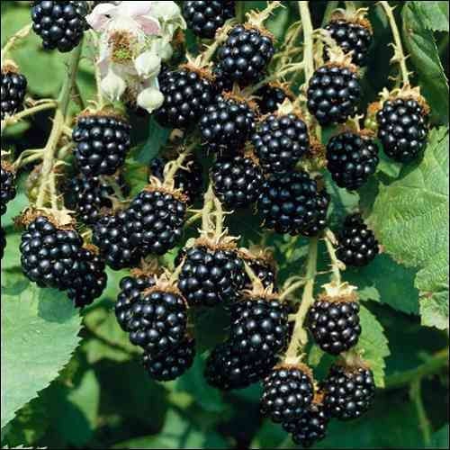 Blackberry Bush Seeds Rubus laciniatus 50Seeds | Etsy