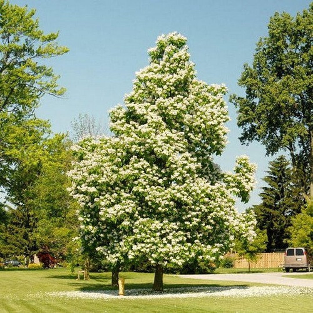 Northern Cigar Tree Seeds (catalpa Speciosa) 15+seeds - Etsy