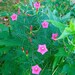 Cypress Vine Rose Flower Seeds ipomoea Pennata 10seeds | Etsy