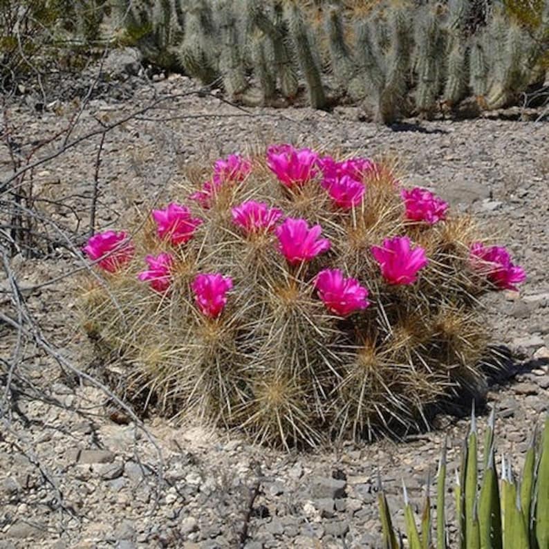 Strawberry Hedgehog Cactus Seeds Echinocereus Stramineus | Etsy