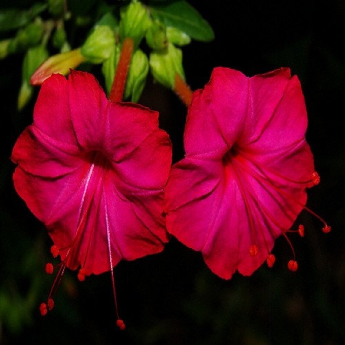 Four O Clock Red Flower Seeds mirabilis Jalapa 50seeds | Etsy