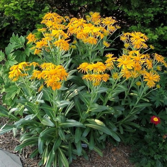 Orange Sneezeweed Flower Seeds helenium Hoopesii 50seeds | Etsy