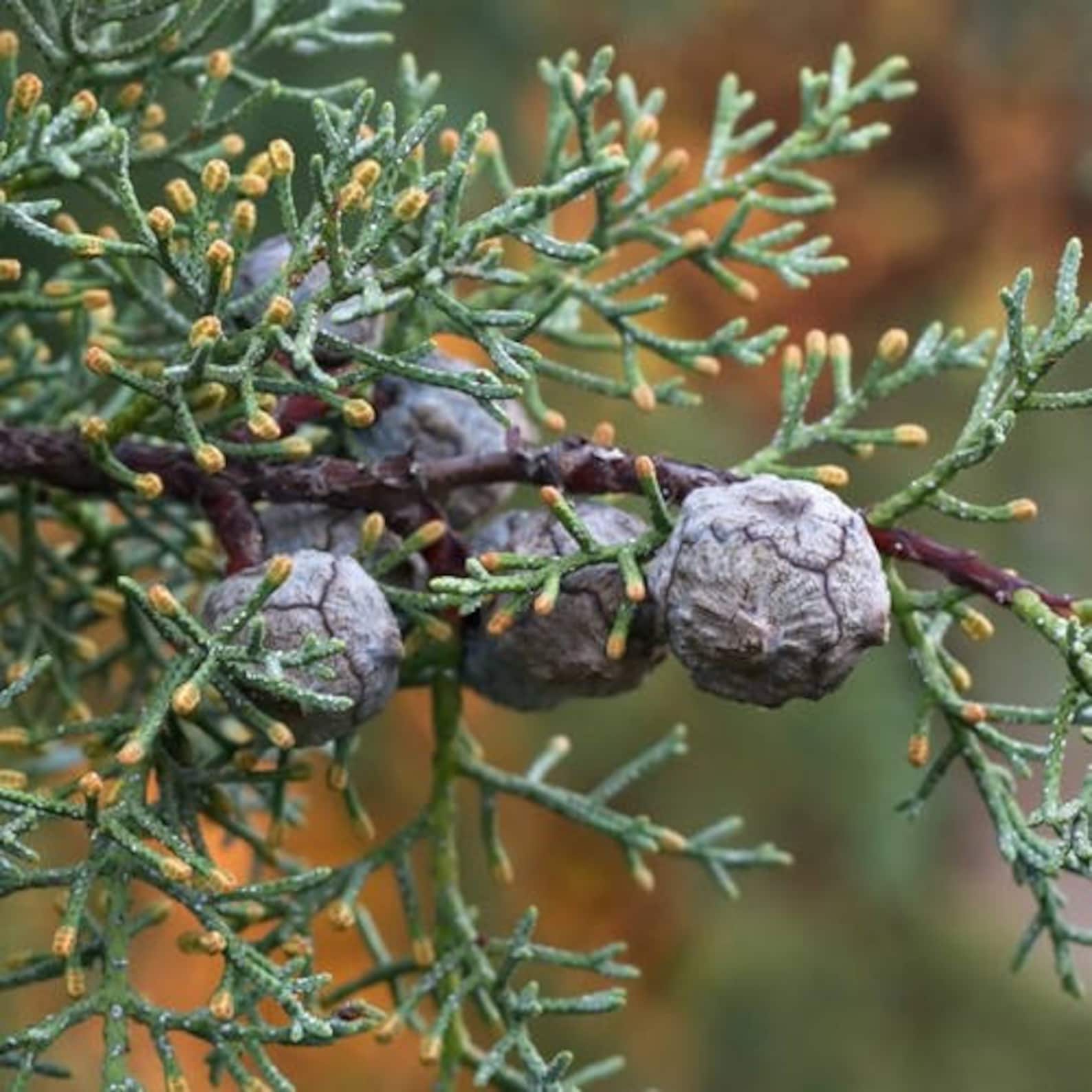 Arizona Cypress Tree Seeds cupressus Arizonica 25seeds - Etsy