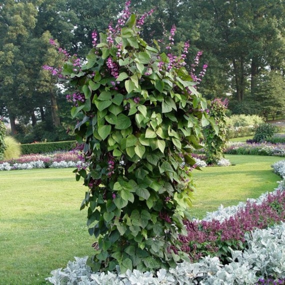 Hyacinth Bean Vine Seeds