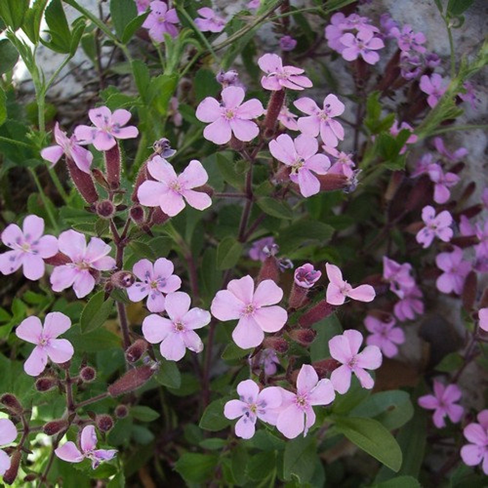 Soapwort Pink Beauty Flower Seeds saponaria Vaccaria - Etsy