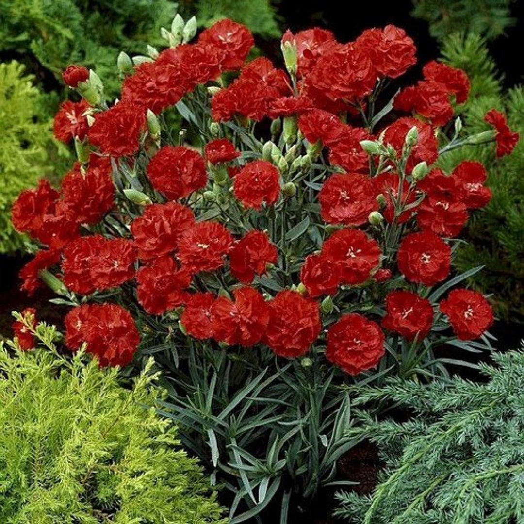 Carnation Grenadin Scarlet Flower Seeds (dianthus Caryophyllus) 50 ...