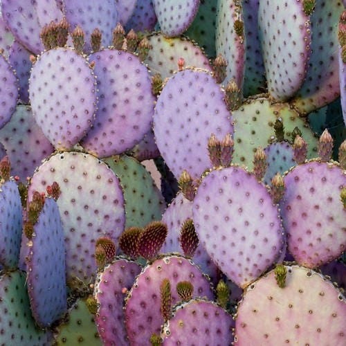 Semillas de Nopal Púrpura Opuntia violacea v. santa rita | Etsy España