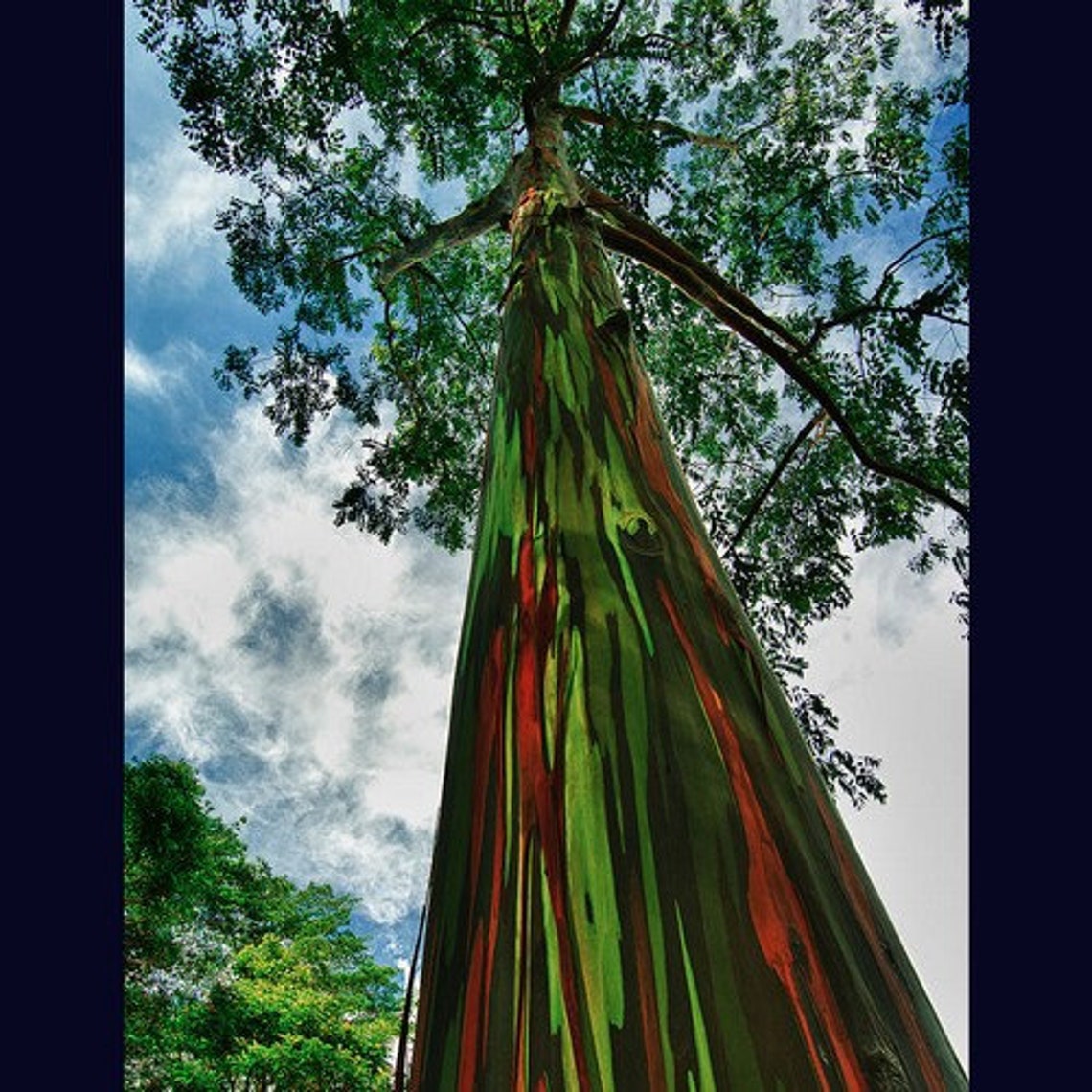 Rainbow Eucalyptus Tree Seeds eucalyptus Deglupta 100seeds | Etsy