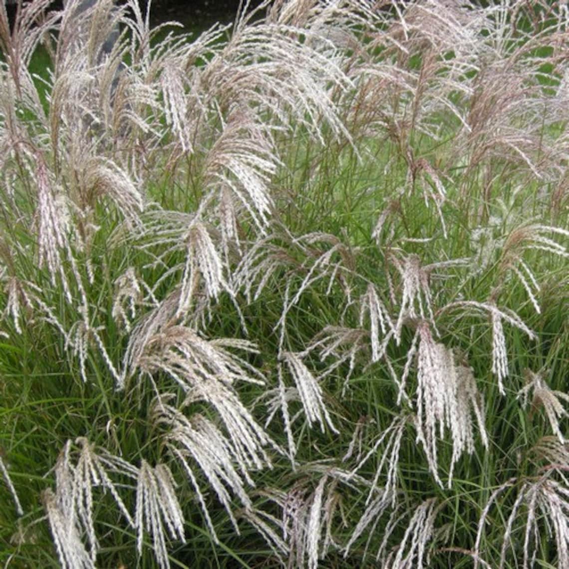 Chinese Silver Grass Seeds Miscanthus Sinensis Early Hybrids | Etsy