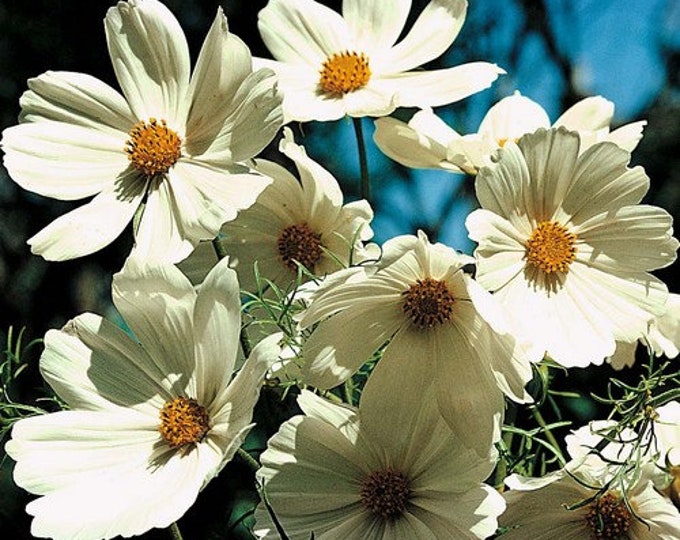 Cosmos Seeds Cosmos Bipinnatus Sensation Purity Flower Seed 2000 Seeds ...