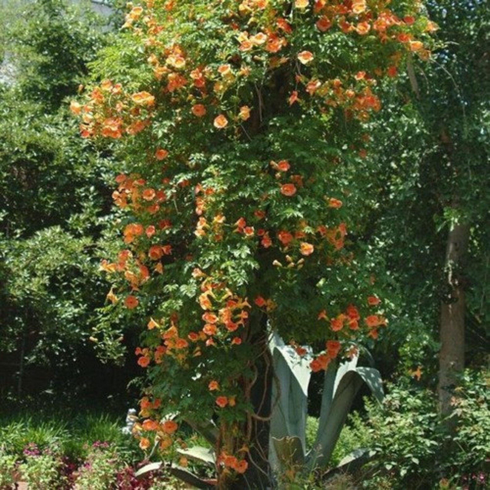 Yellow Trumpet Creeper Seeds campsis Radicans 15seeds - Etsy
