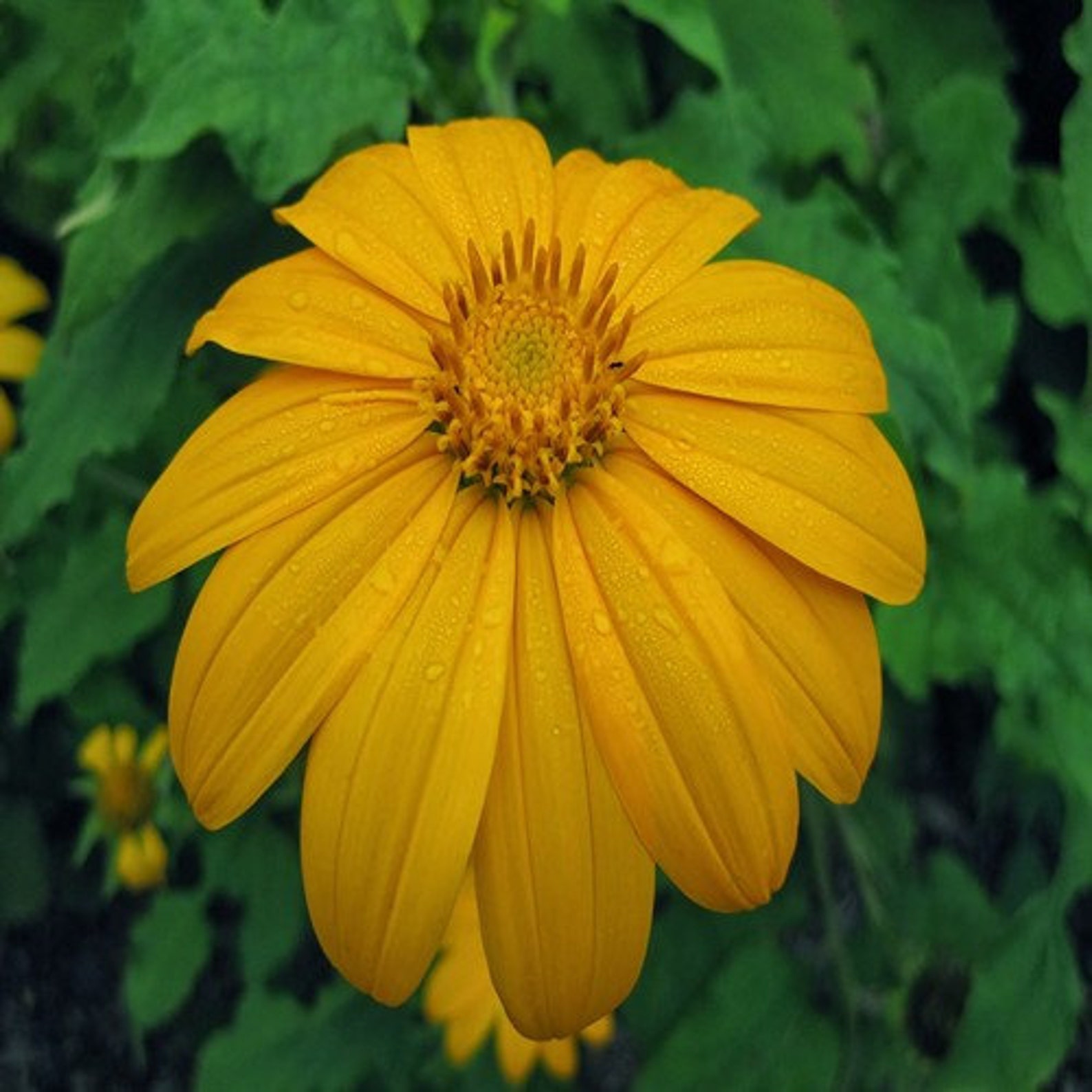 Sunflower Mexican Yellow Torch Seeds tithonia Speciosa | Etsy