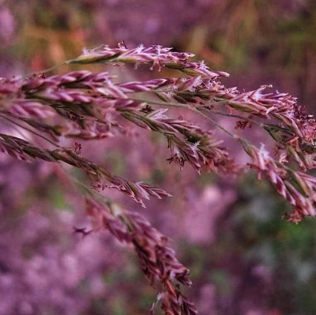 Melica Red Spire Ornamental Grass Seeds (melica Altissima) 30+seeds - Etsy