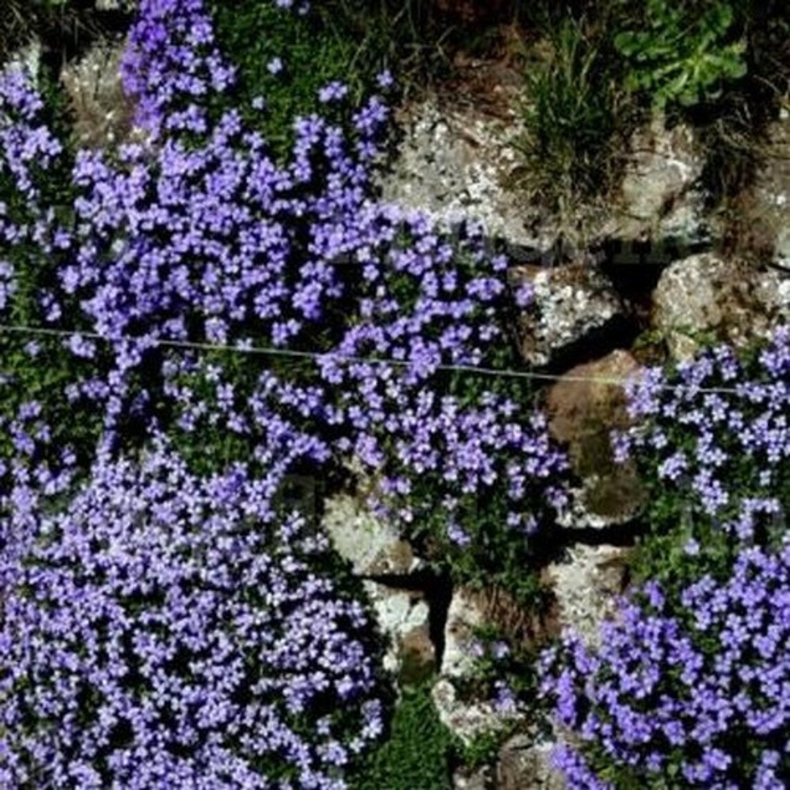 Rockcress Pale Blue Flower Seeds (aubrieta Hybrida Graeca) 100+seeds - Etsy