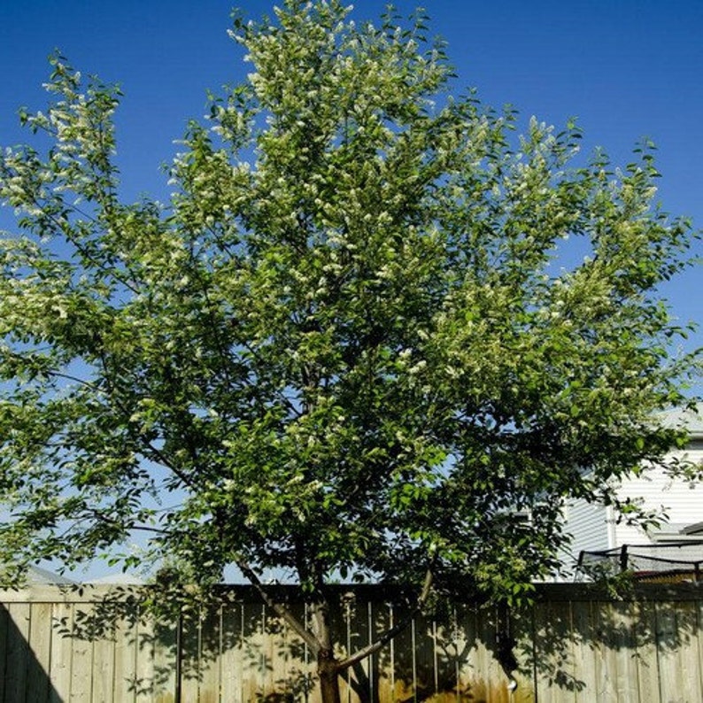 Chokecherry Tree Seeds (prunus Virginiana) 25+seeds - Etsy
