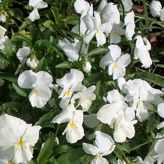 White Viola Plant