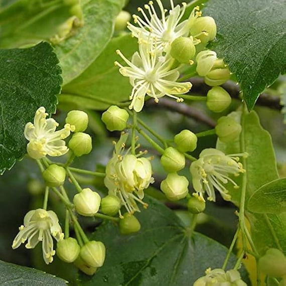 Linden Tree Flower Buds