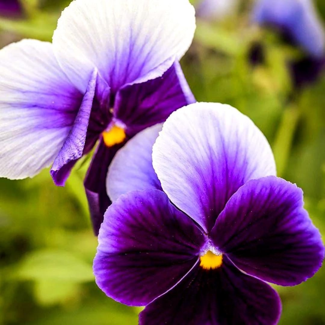 Pansy Giant Beaconsfield Flower Seeds (viola X Wittrockiana) 50+seeds ...