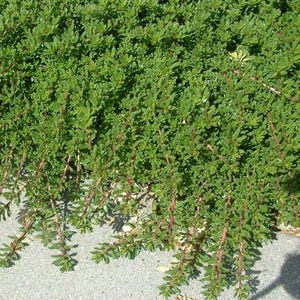 Kinnikinick Bearberry Seeds (arctostaphylos Uva-ursi) 30+seeds - Etsy