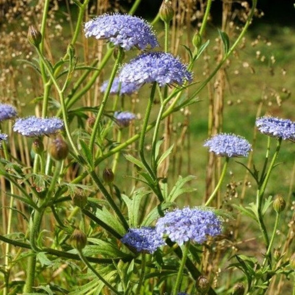 Blue Lace Flower Seeds didiscus Caeruleus 50seeds | Etsy