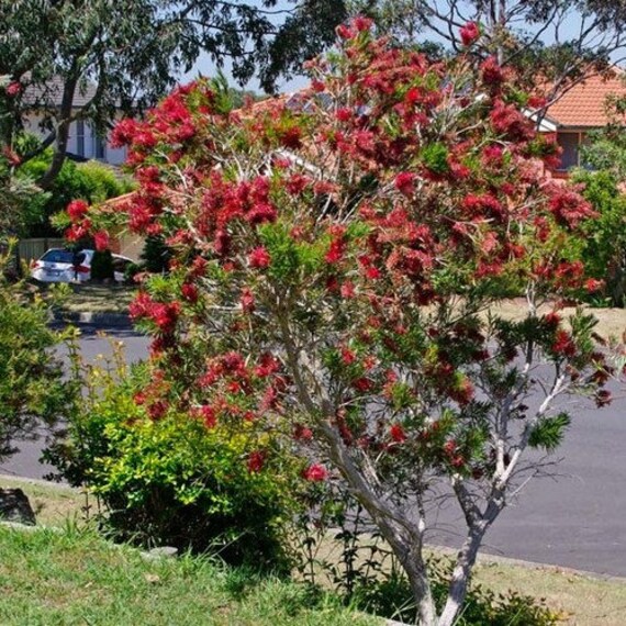 Callistemon Viminalis