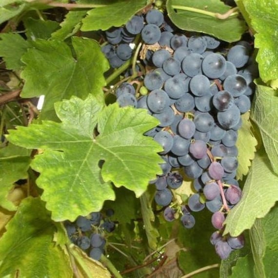 Amure Grape Vine Seeds Vitis amurensis 20Seeds | Etsy