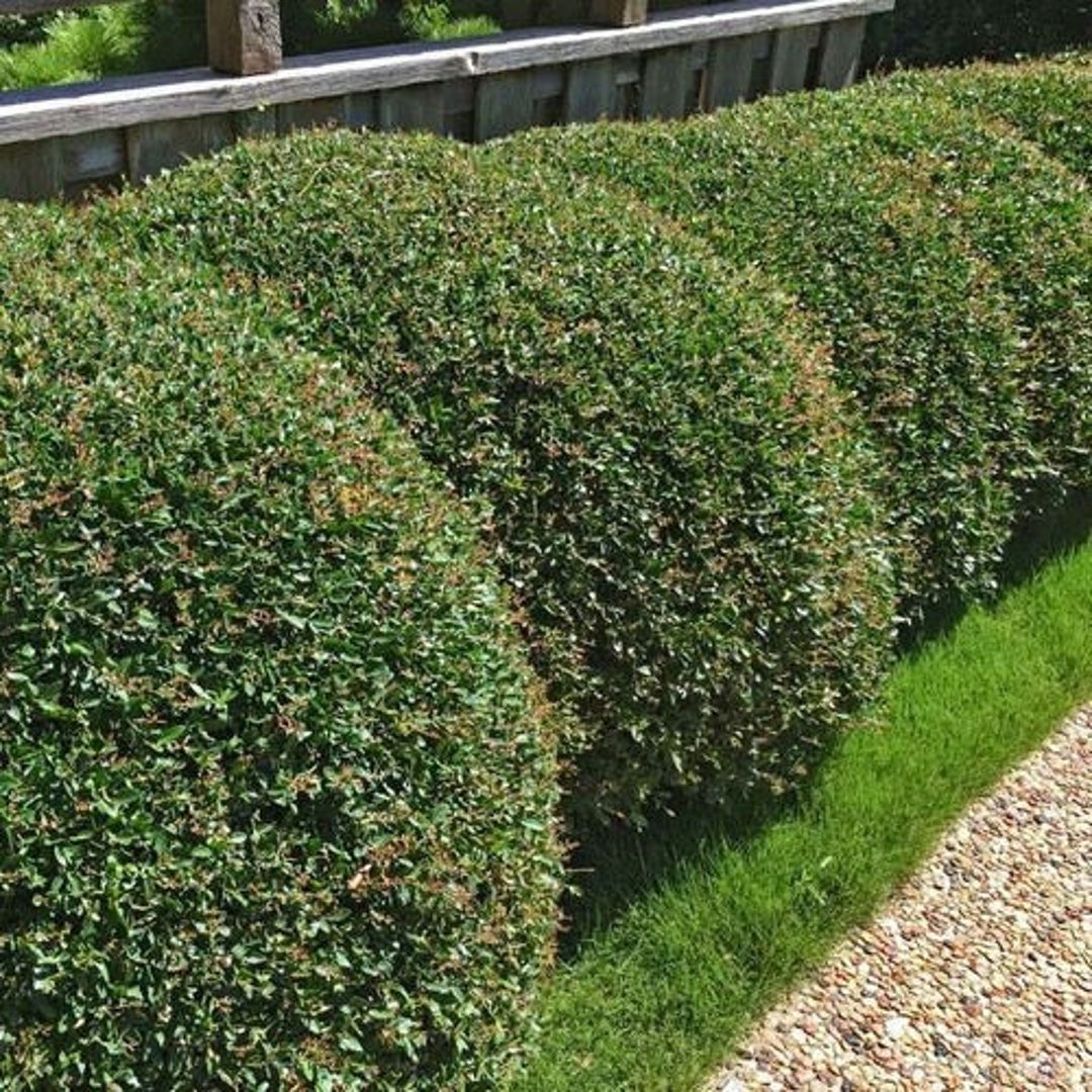 Yaupon Holly Bush Seeds (ilex Vomitoria) 25+seeds - Etsy