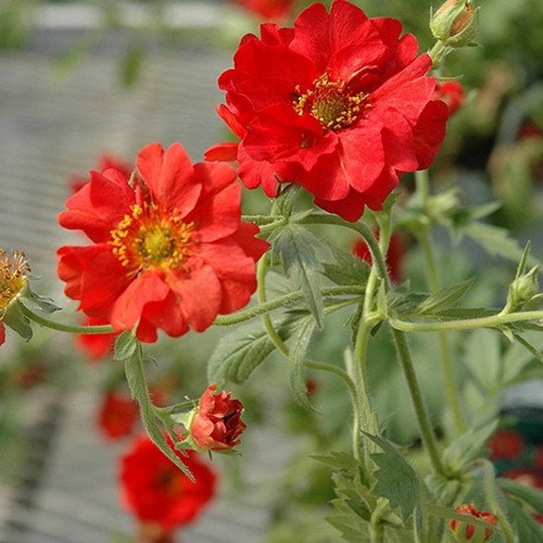 Geum Mrs. Bradshaw Flower Seeds (geum Chiloense) 50+seeds - Etsy