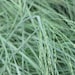Love Grass Blue Ornamental Grass eragrostis Elliotii Blue 50seeds - Etsy