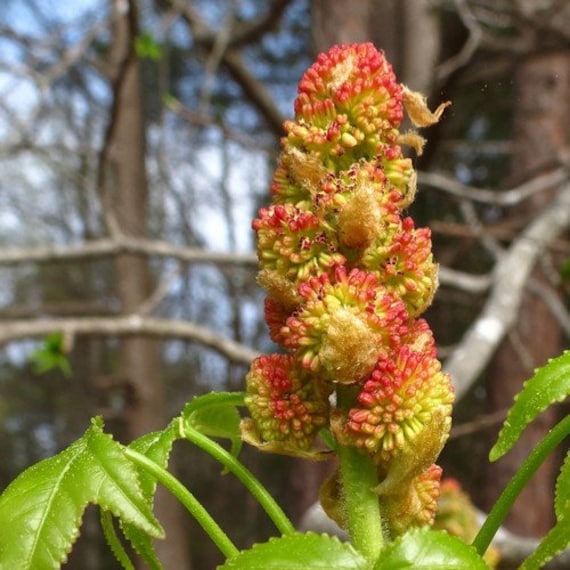 Sweet Gum Black Gum Bud Vs Buds