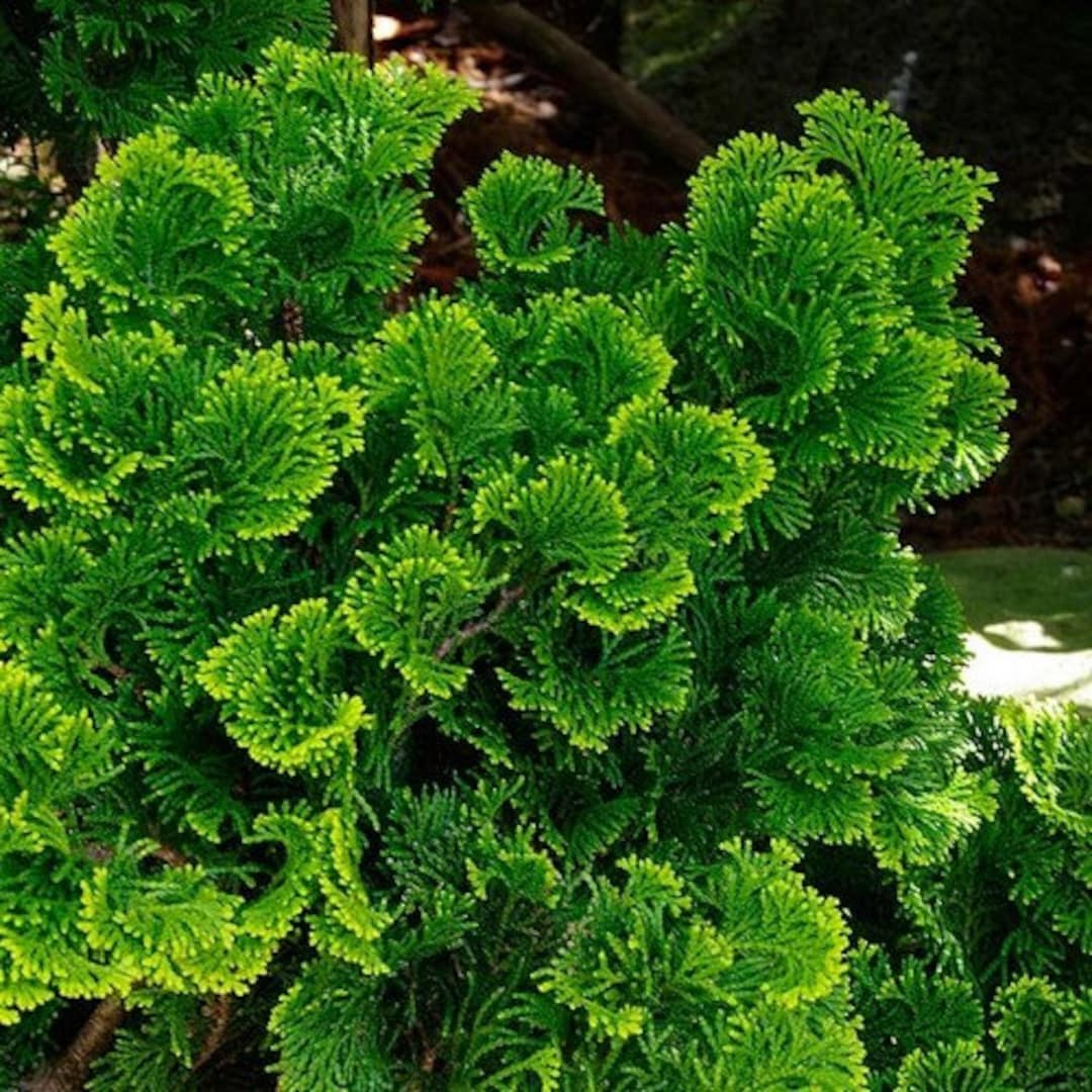 Hinoki Cypress Tree Seeds (chamaecyparis Obtusa) 35+seeds - Etsy