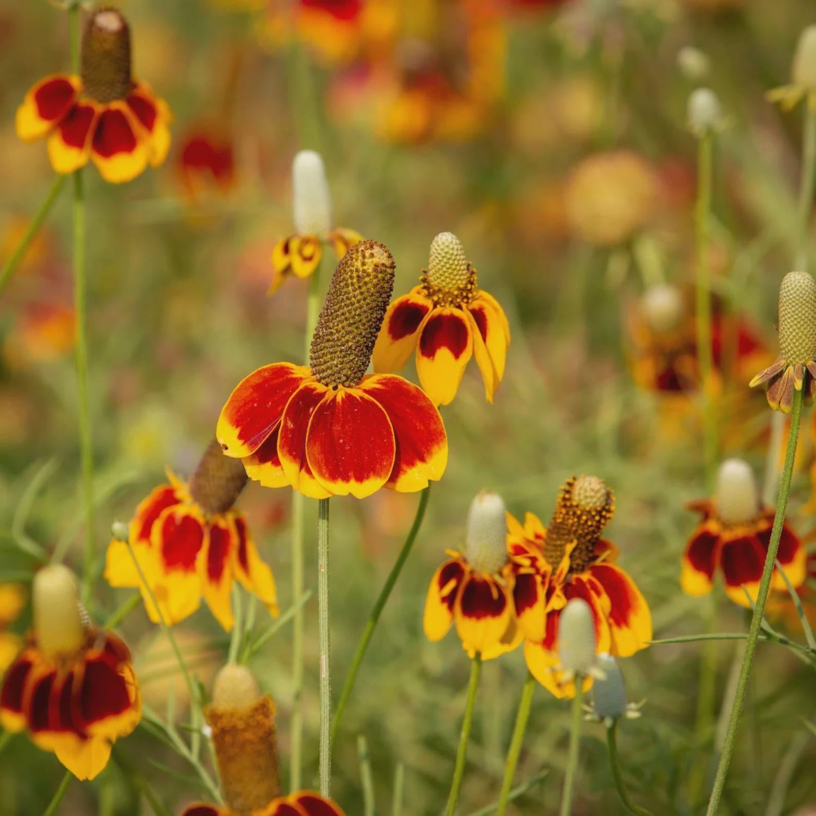 Ratibida Mexican Hat Flower Seeds (ratibida Columnifera) 200+seeds - Etsy