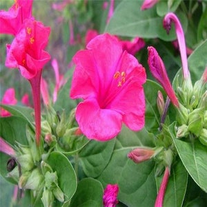 Four O Clock Pink Flower Seeds (mirabilis Jalapa) 50+seeds - Etsy